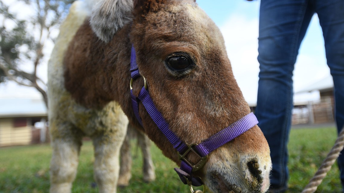 His home and pasture were destroyed, but this mini-horse survived ...
