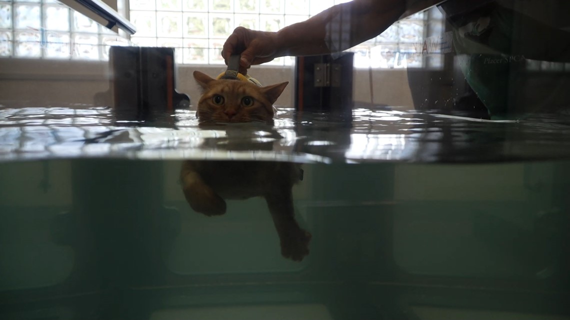 Placer SPCA uses hydrotherapy for a cat recovering from surgery | abc10.com
