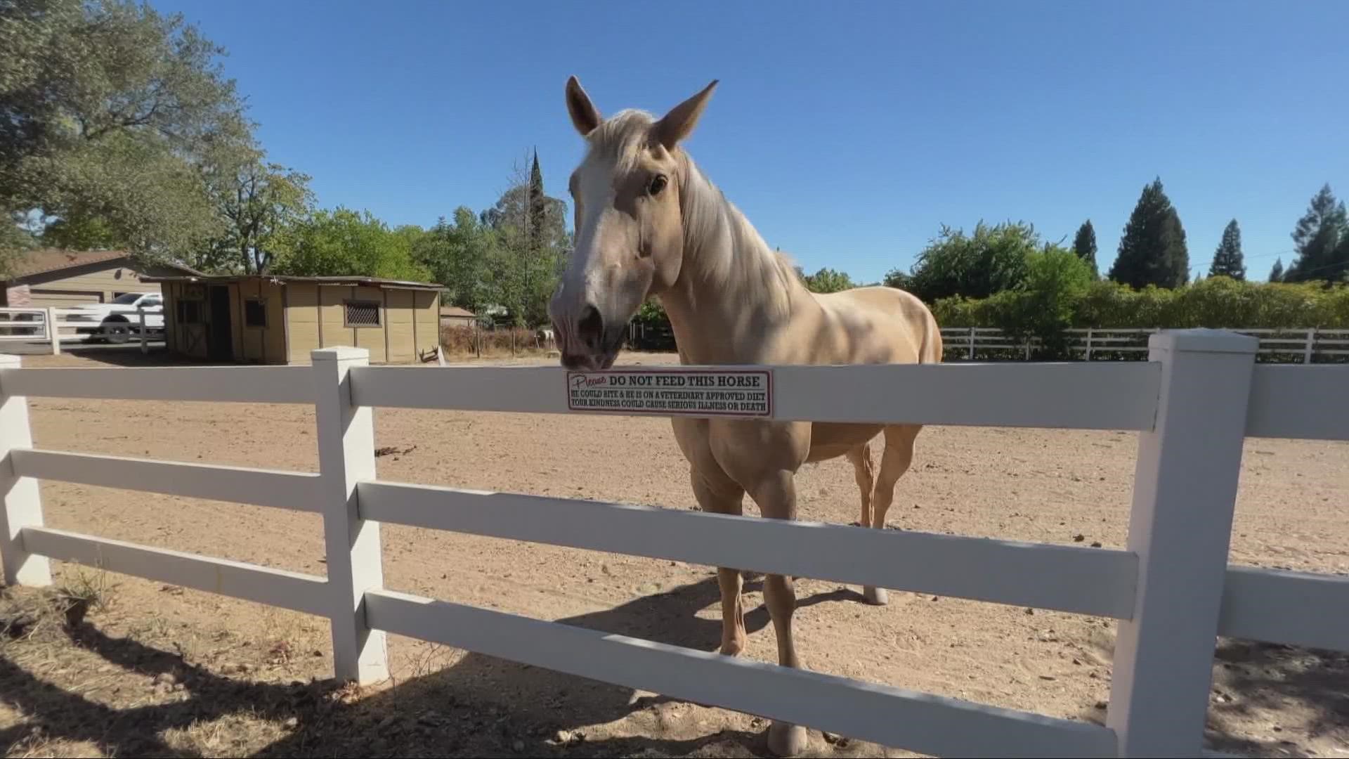 Neglected horse rescued by horse trainer in Granite Bay now vying for ...