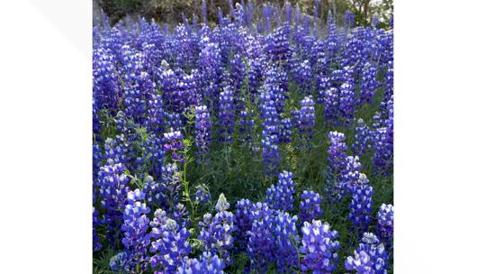 Northern California lupine super bloom replaces lake with flowers ...