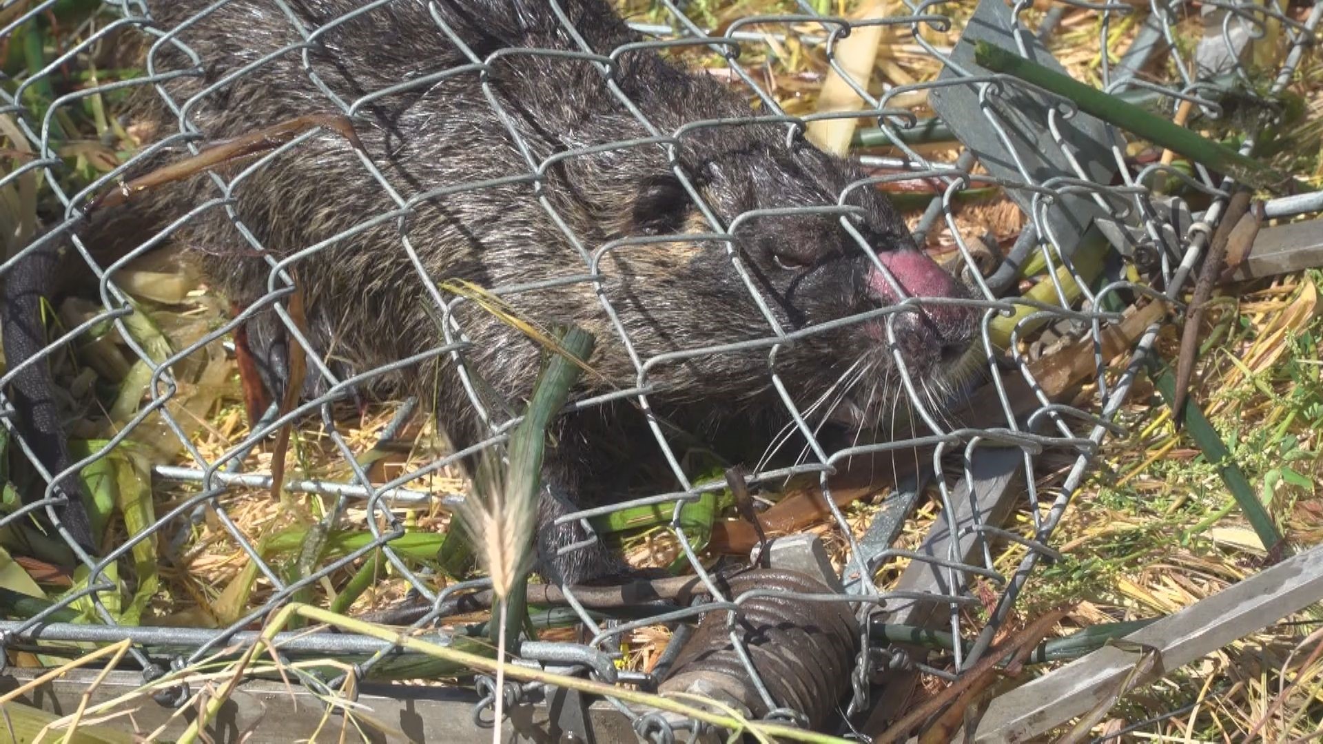 Giant river rats are invading California | abc10.com