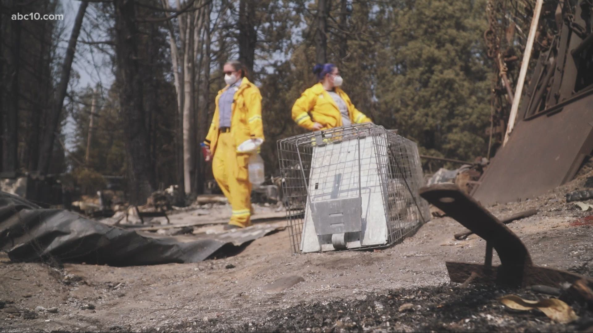 Rescue group looks to save, feed animals left behind in wildfires ...