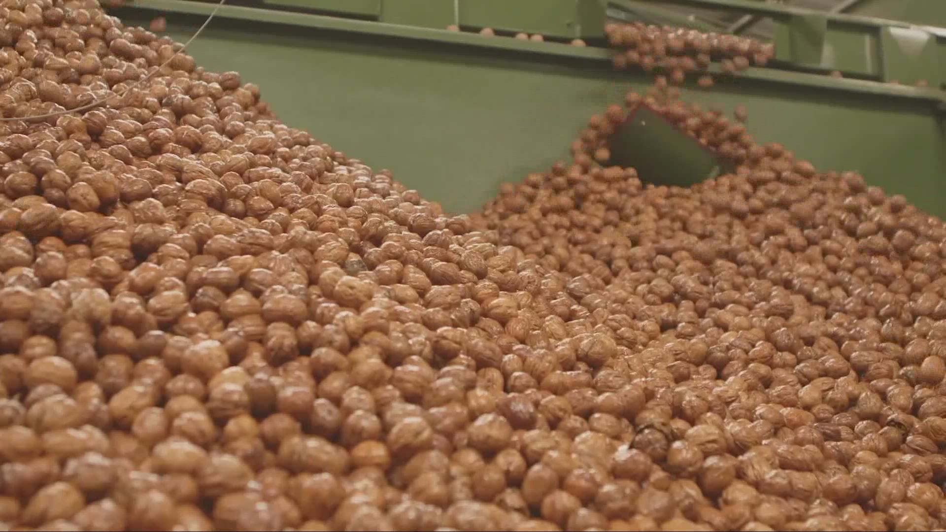 Take a look behind the scenes of California's walnut harvest | abc10.com