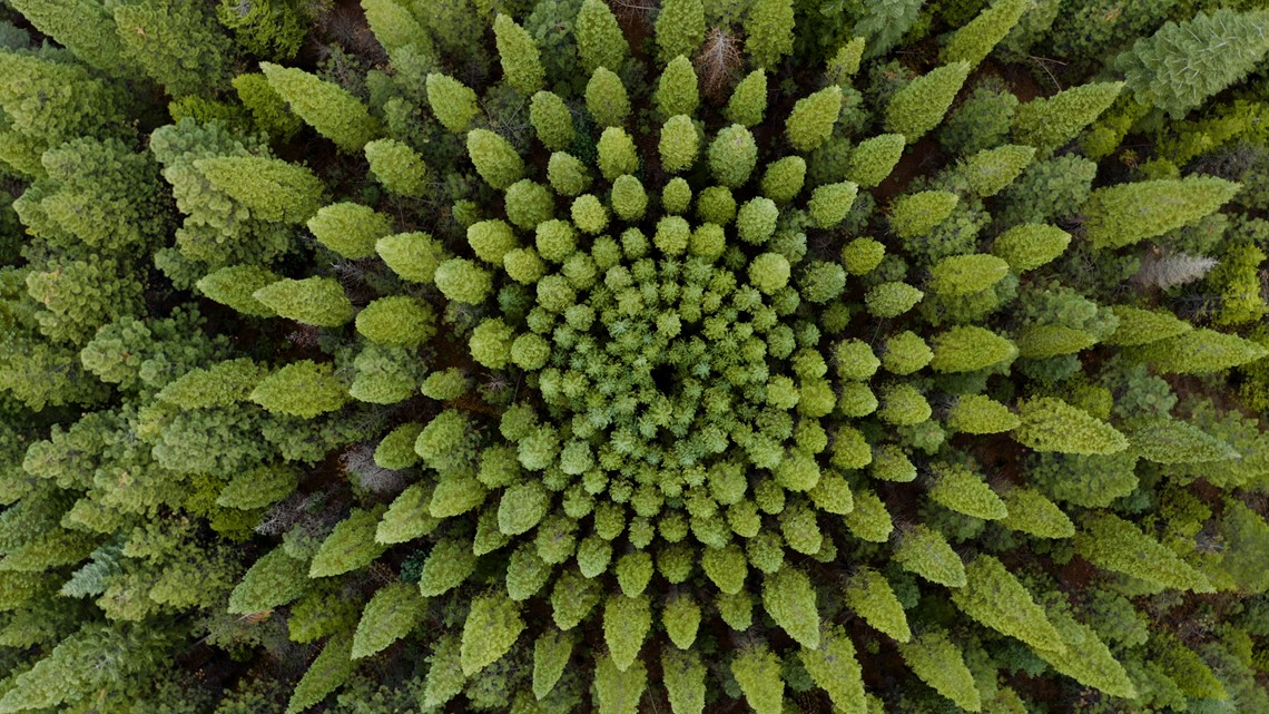 The mystery of Blodgett Forest | Bartell's Backroads | abc10.com