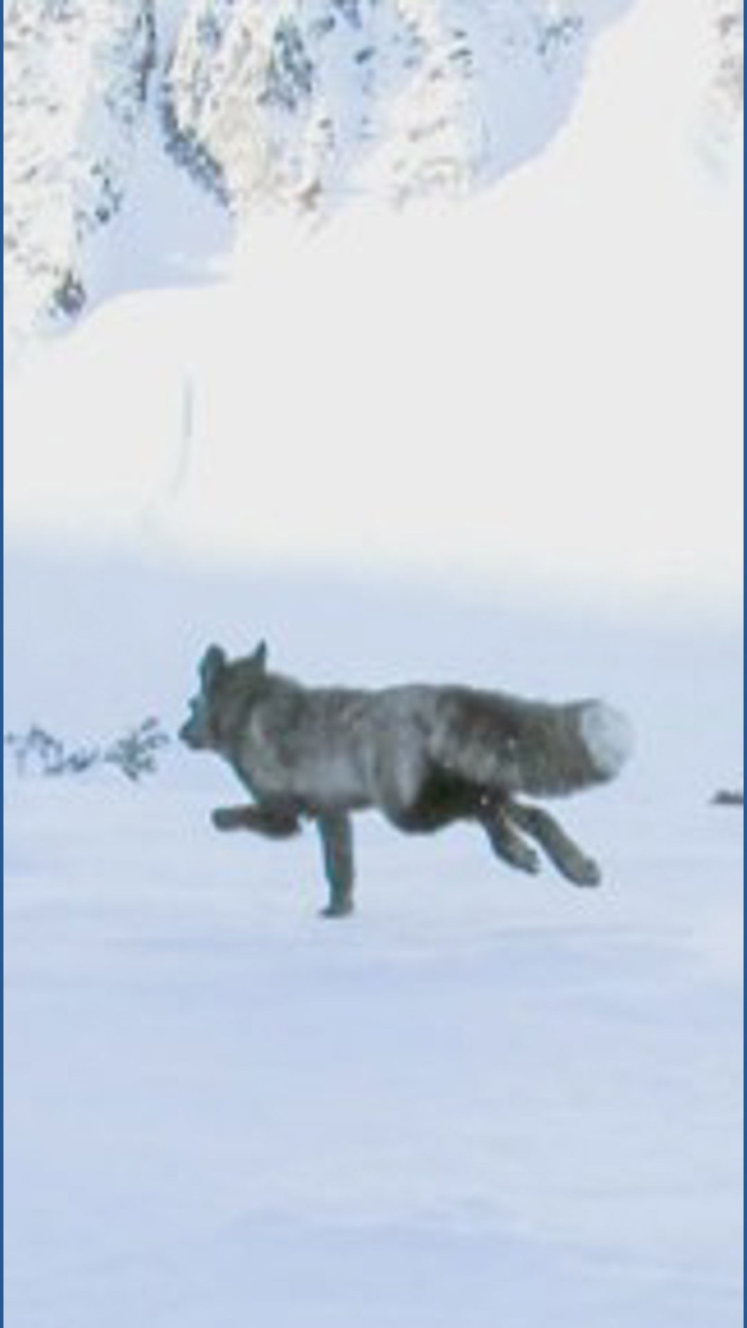 Rare Sierra Nevada red fox captured and fitted with GPS collar for ...