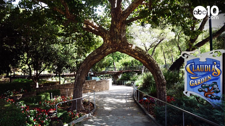 Circus Trees at Gilroy Gardens theme park are an odd attraction | abc10.com