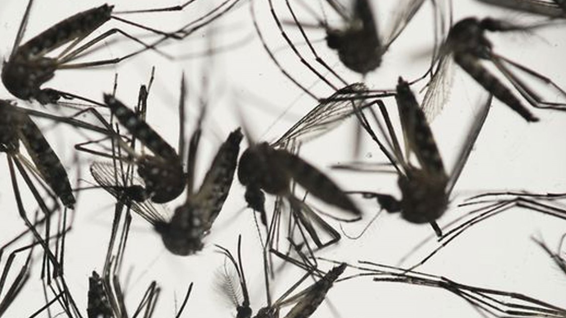 New invasive mosquito found in Coachella | abc10.com