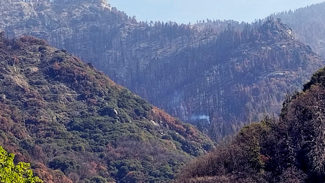 Study suggests Castle Fire destroyed 10% of world's redwood trees ...