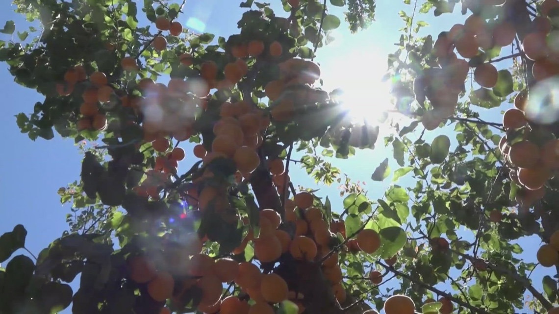 Fantozzi family tackles bumper apricot crop with community help | abc10.com