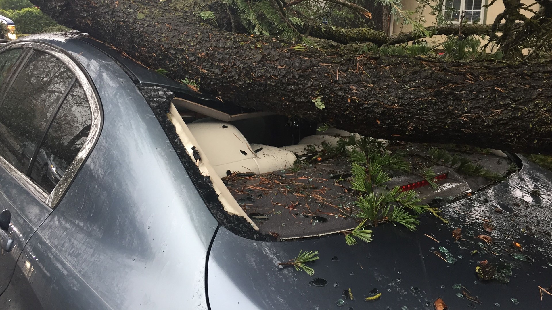 PHOTOS: Fallen trees caused by overnight storm | abc10.com