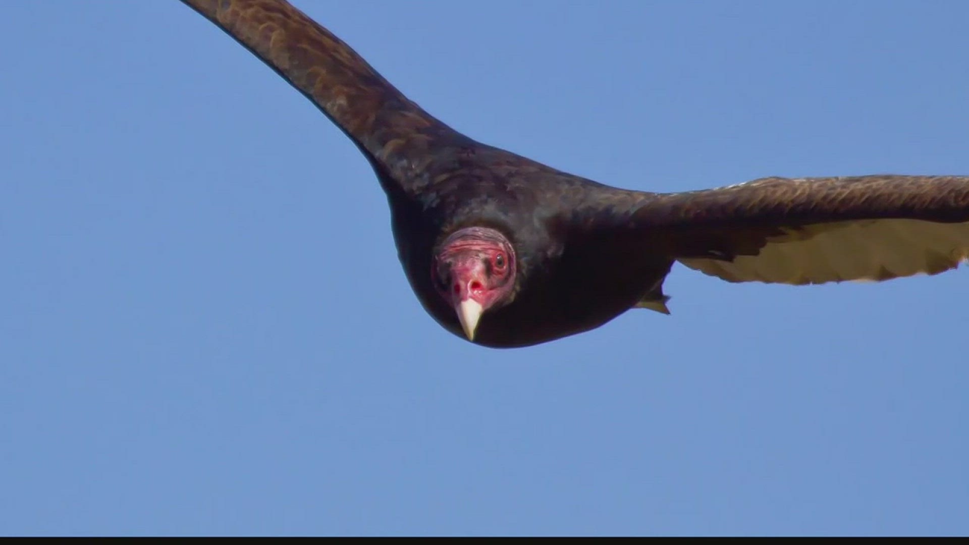Vultures are back as annual migration underway | abc10.com