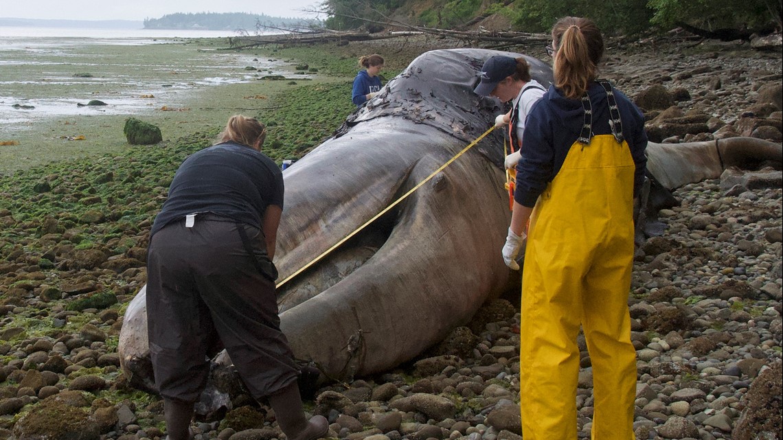 PHOTOS | Whales rotting on beaches | abc10.com