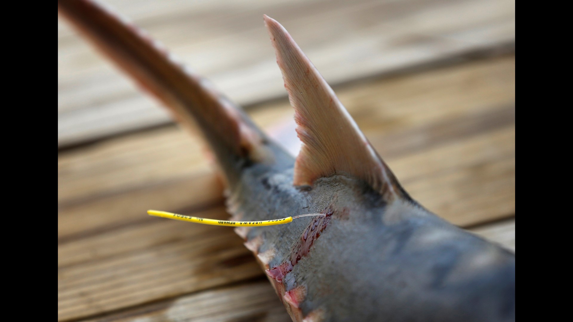 Sturgeon, America's forgotten dinosaurs, show signs of life | abc10.com