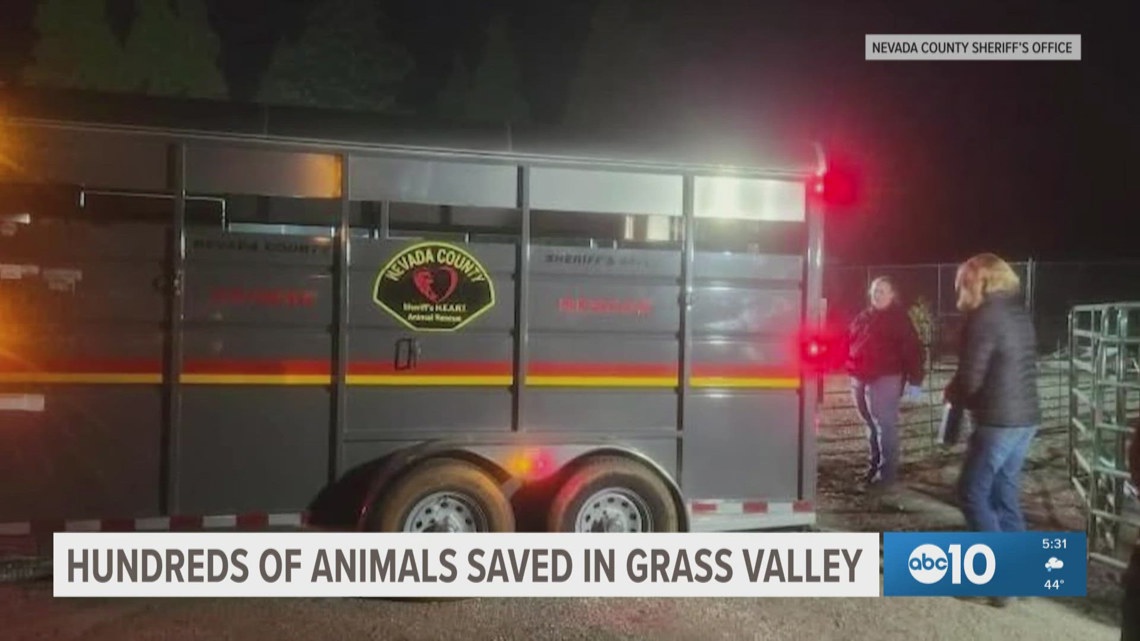 Massive animal rescue in Nevada County leads to felony cruelty charges ...