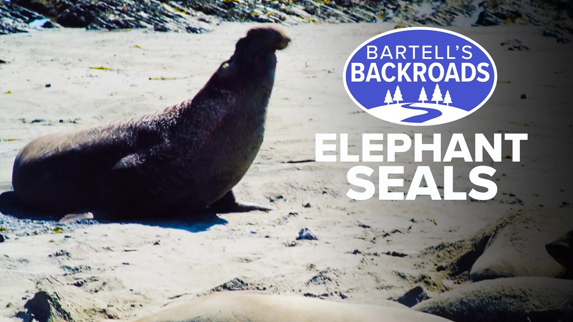 An elephant seal love story | Bartell's Backroads | abc10.com