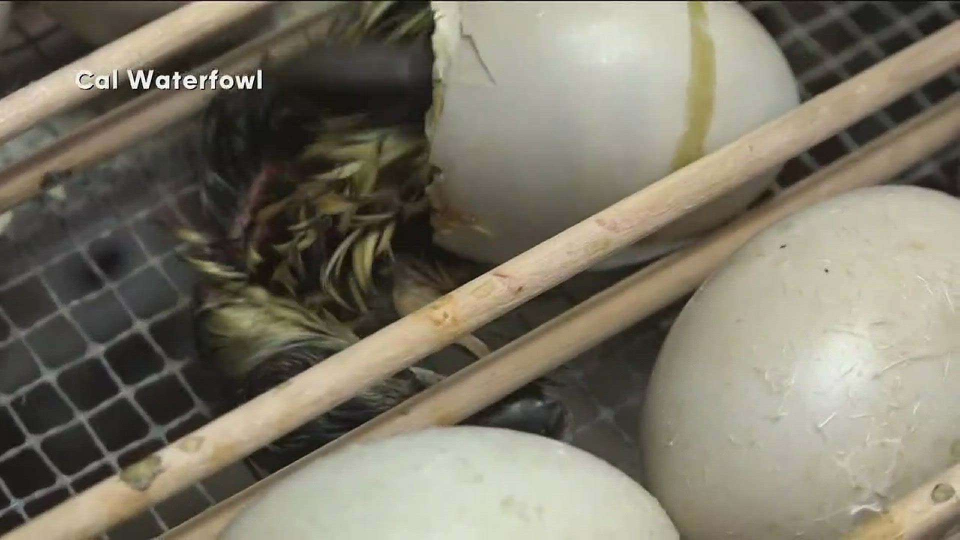 Calif. duck population impacted by drought | abc10.com