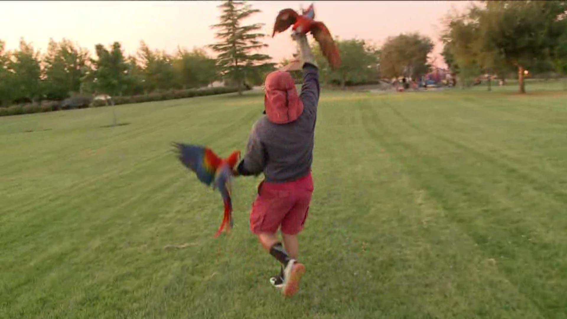 Parrots transform Yuba City man's workout | abc10.com