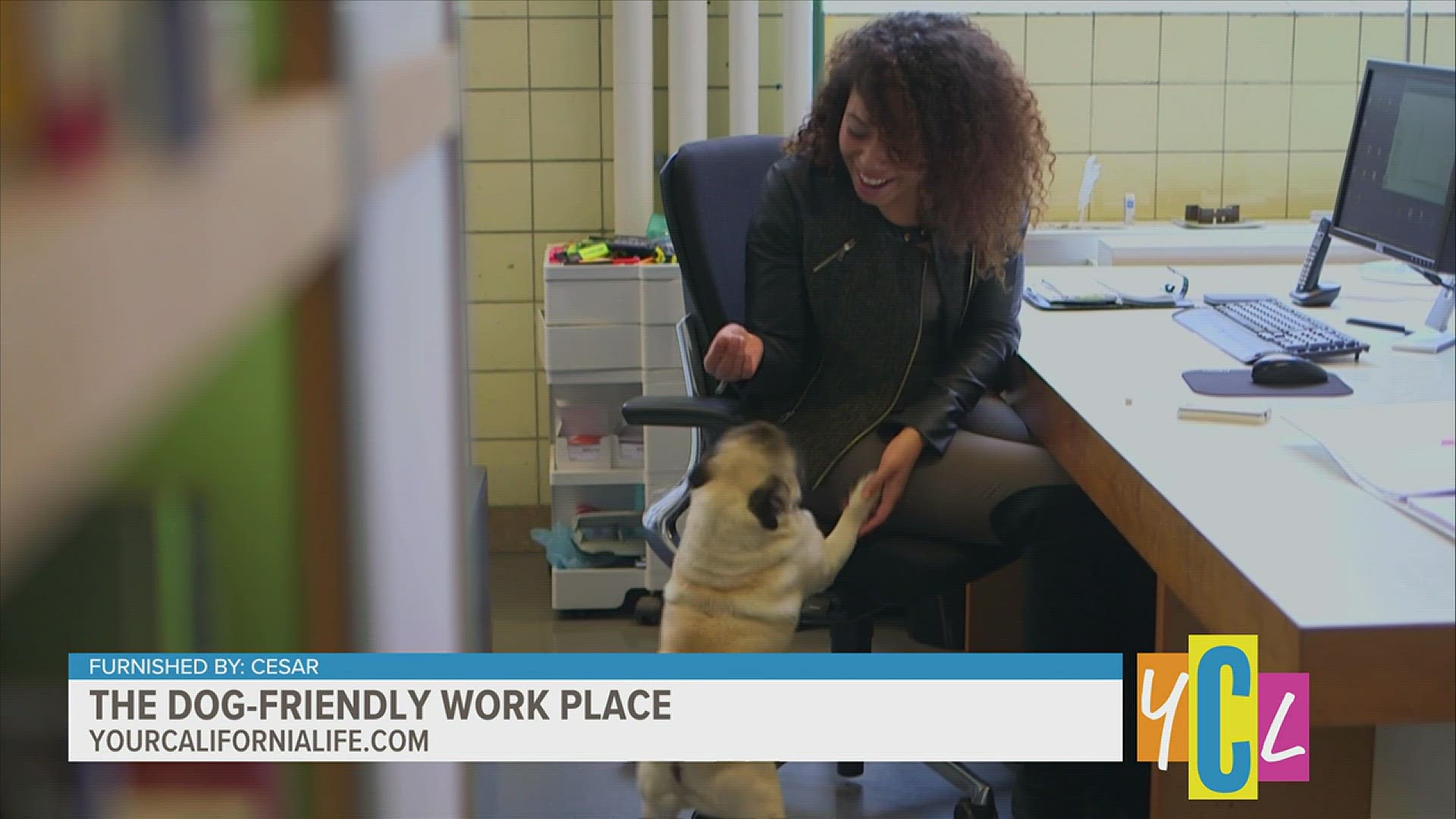 Celebrate the 25th Annual “Take Your Dog To Work Day” | abc10.com
