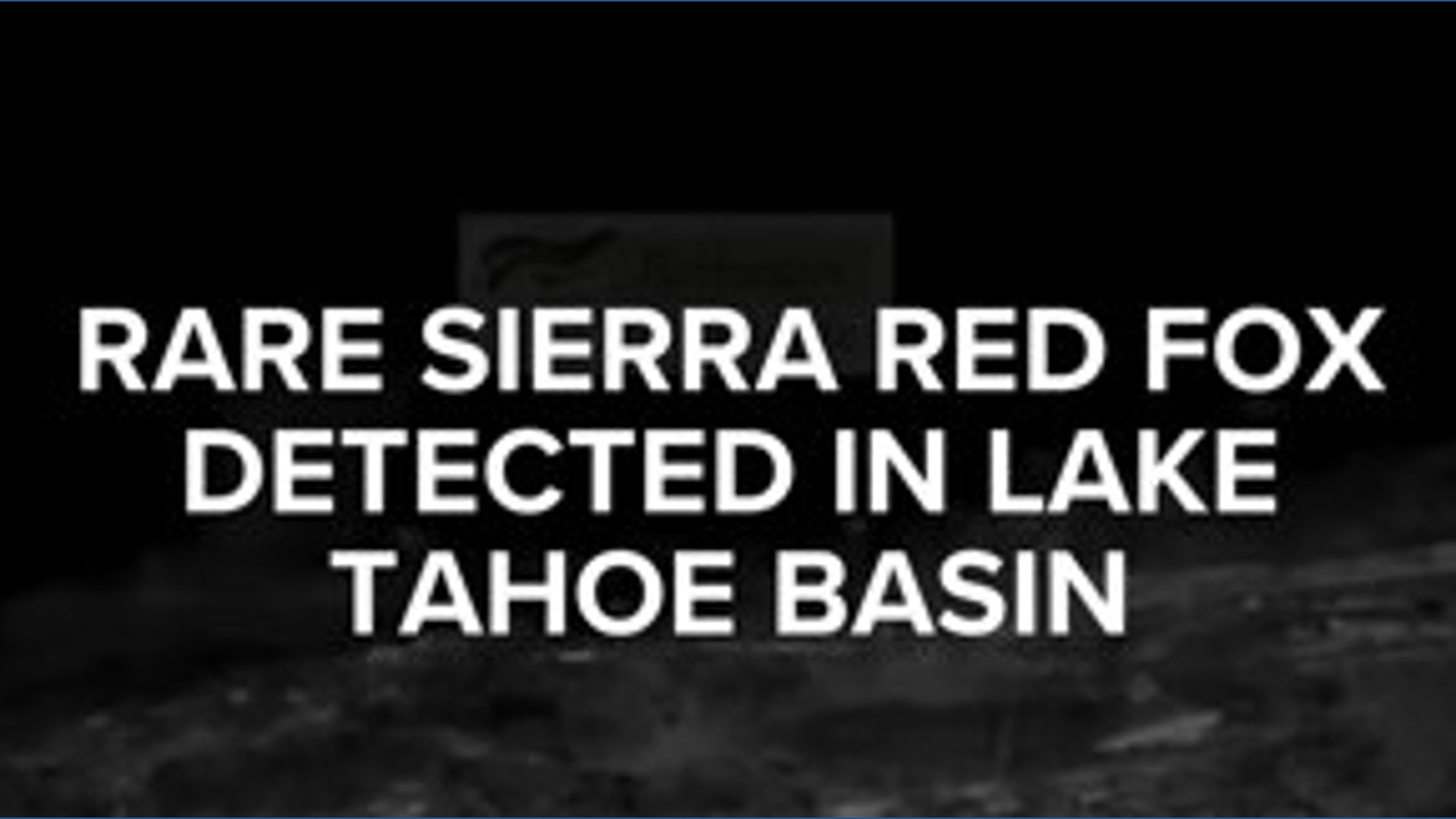 Sierra Nevada red fox spotted on trail camera near Lake Tahoe | abc10.com