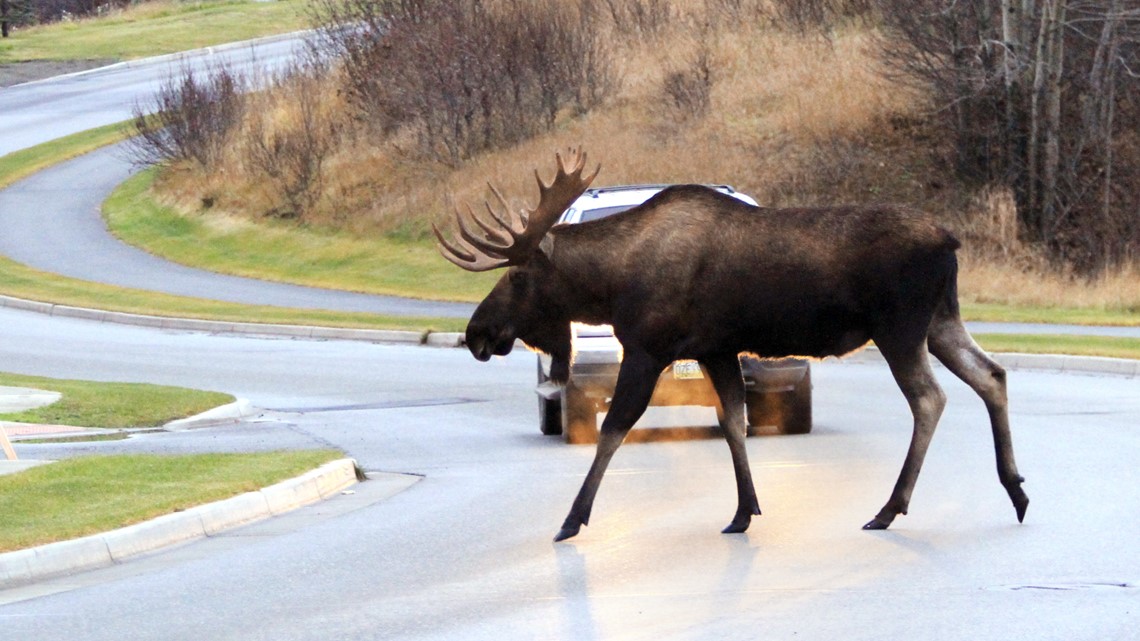 Proposed 'roadkill' bill would let Californians harvest animals they ...