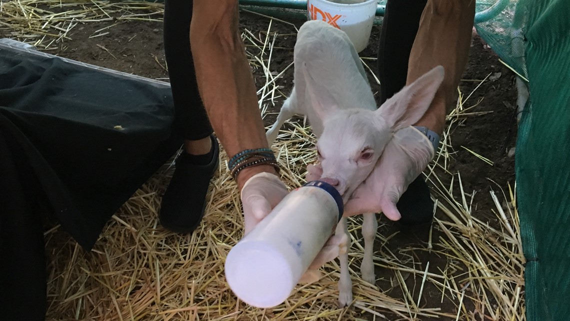 Albino fawn rescued by Kindred Spirits Fawn Rescue | Meet Spirit ...