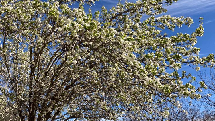 Terrible smelling ornamental pear trees in Sacramento in bloom | abc10.com