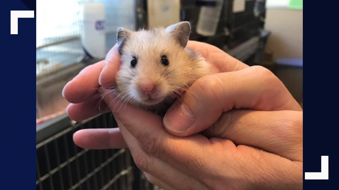 Bradshaw Animal Shelter takes in more than 50 abandoned hamsters ...