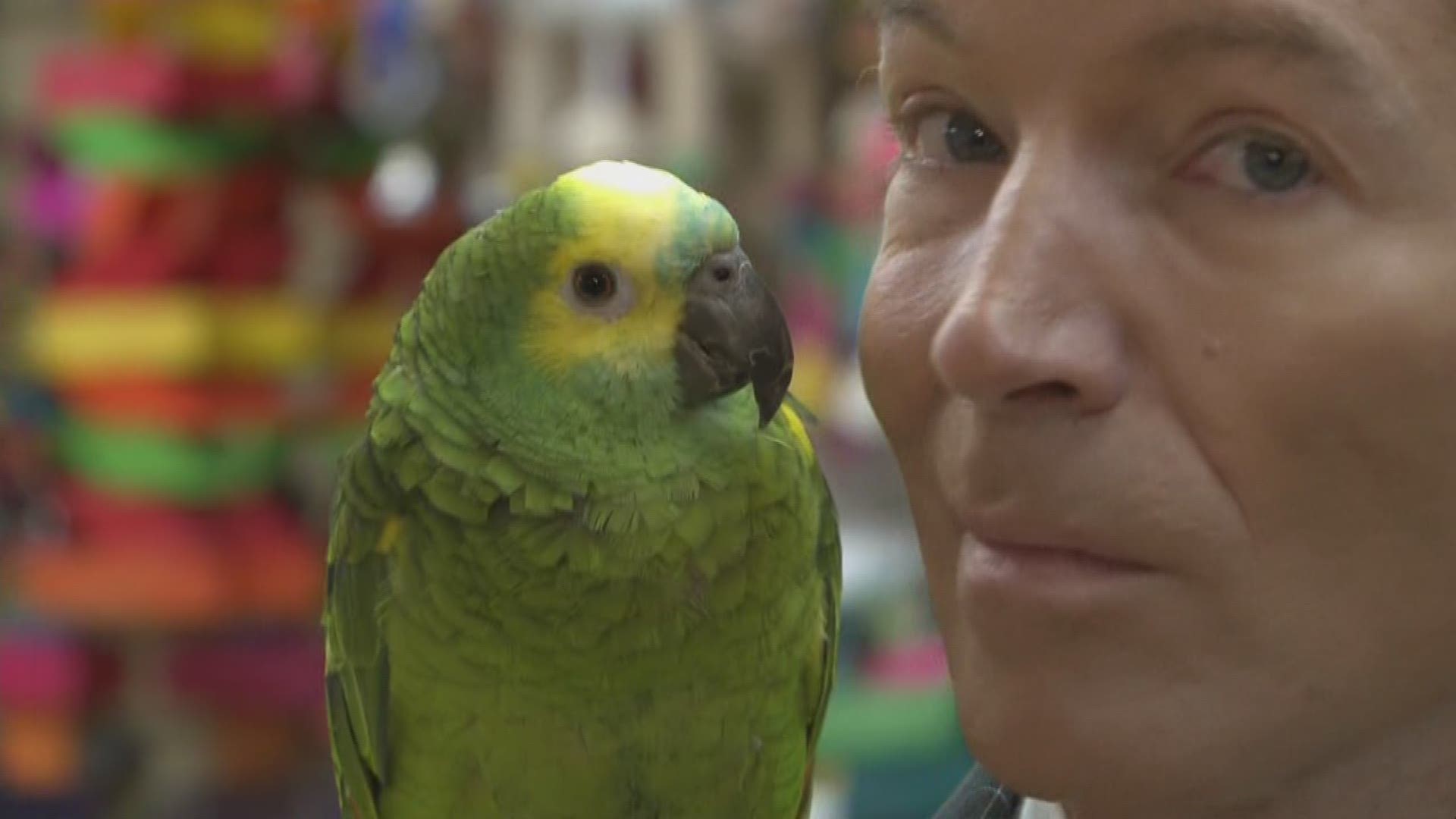 Mark S. Allen at world famous parrot store | abc10.com