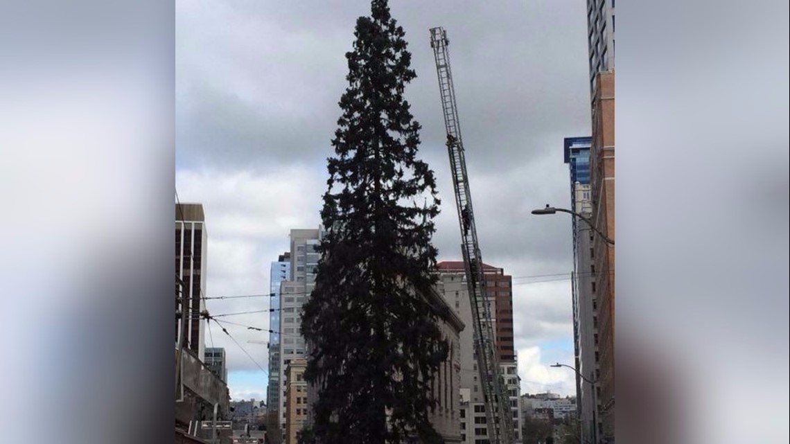 Standoff with man in downtown Seattle tree enters 2nd day | abc10.com