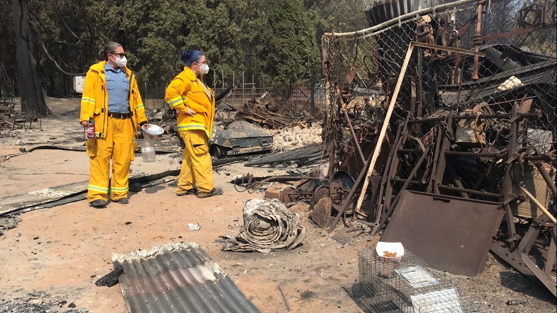 Rescue group looks to save, feed animals left behind in wildfires ...