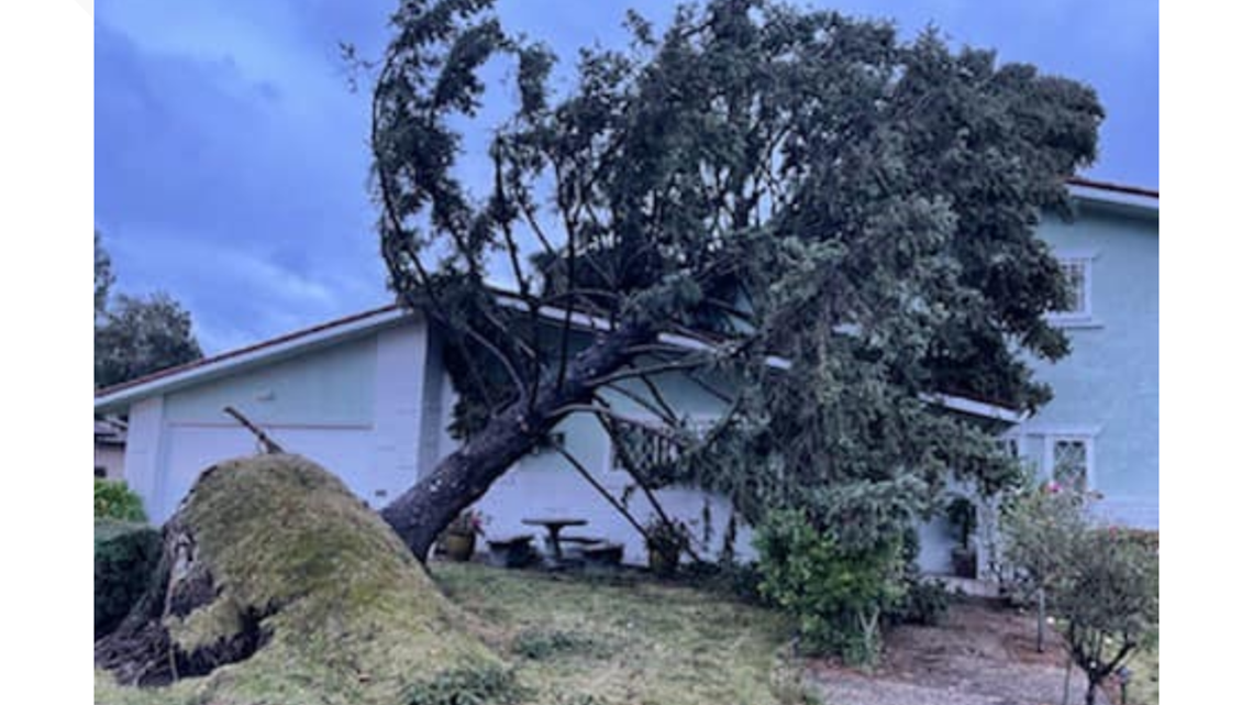 Photos: Fallen trees damage homes, cars after January Storm | abc10.com