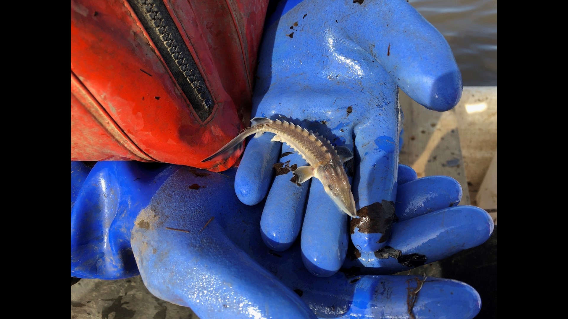 Sturgeon, America's forgotten dinosaurs, show signs of life | abc10.com