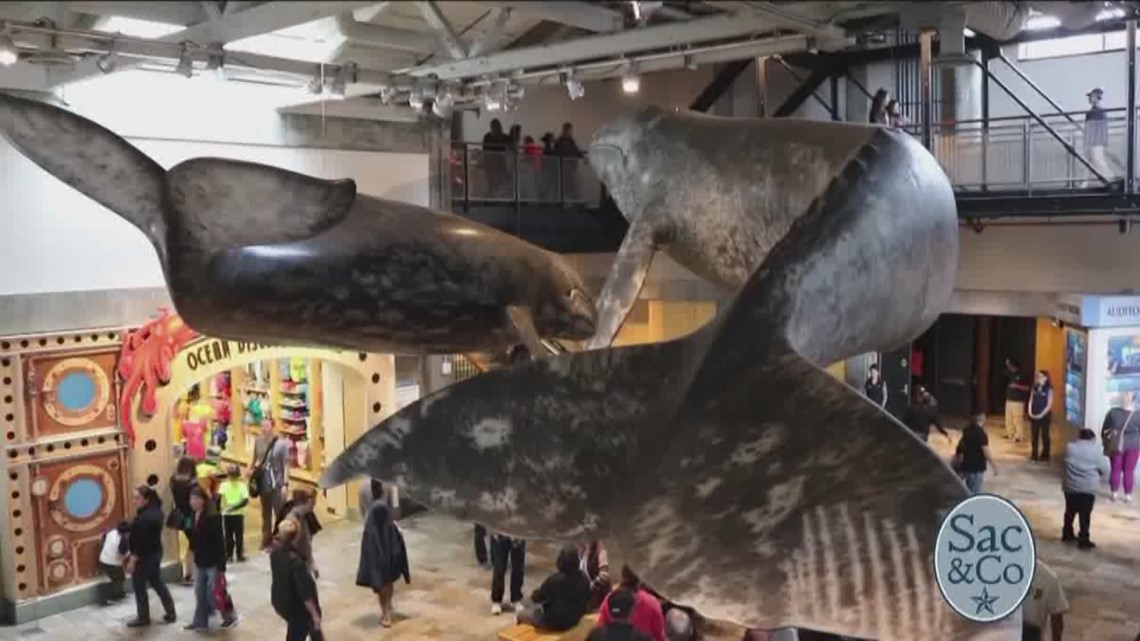 Sea Turtle with Plastic Straw Stuck in its Nose | abc10.com