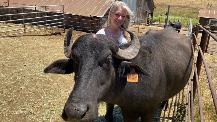 Ramini Mozzarella in Tomales: See how buffalo mozzarella is made ...