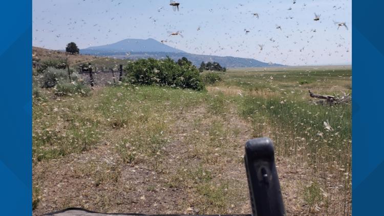 Drought, fire, grasshoppers create new problems for CA farmers | abc10.com