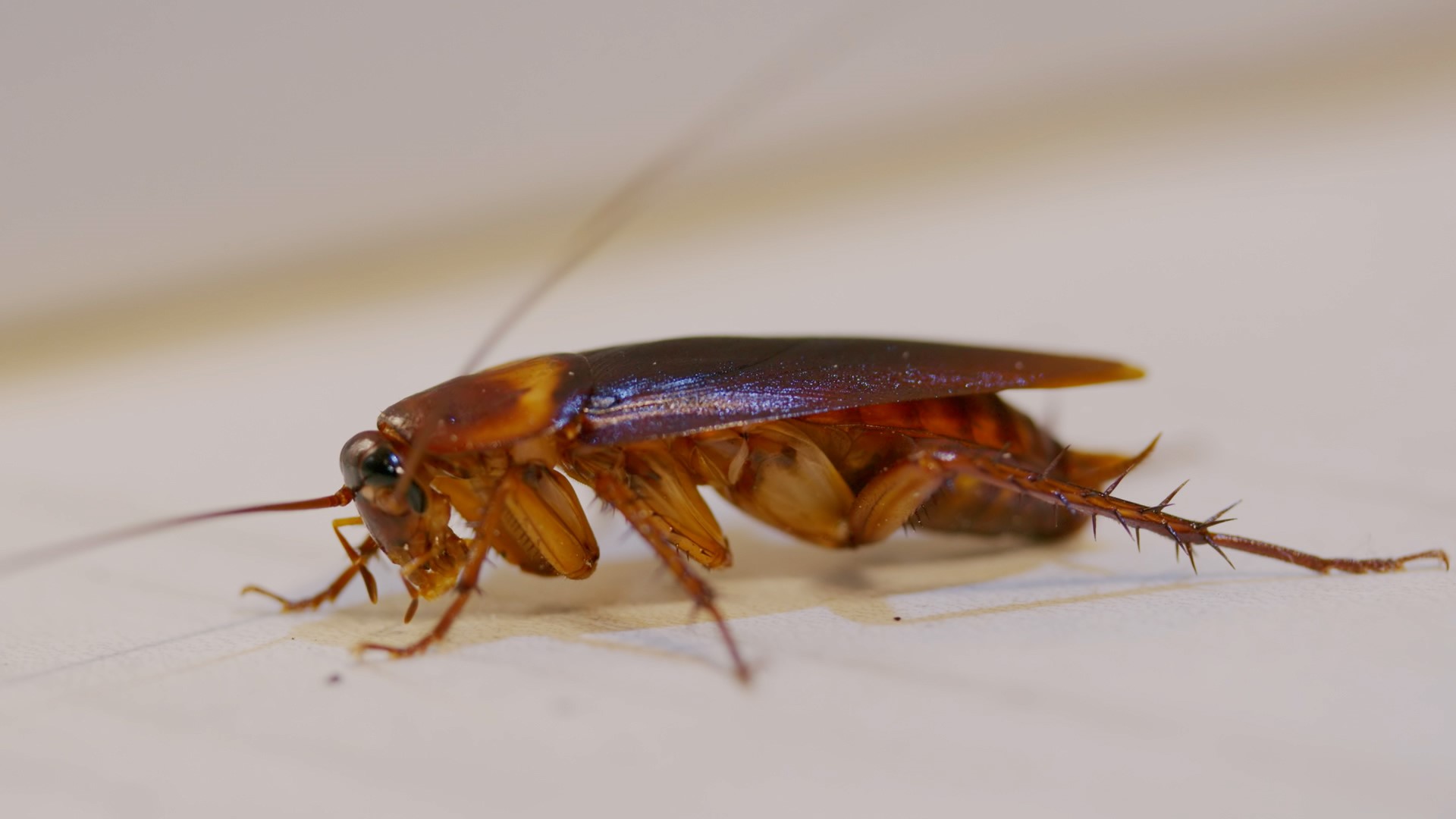 Cockroaches in Sacramento, Roseville: What to know | abc10.com