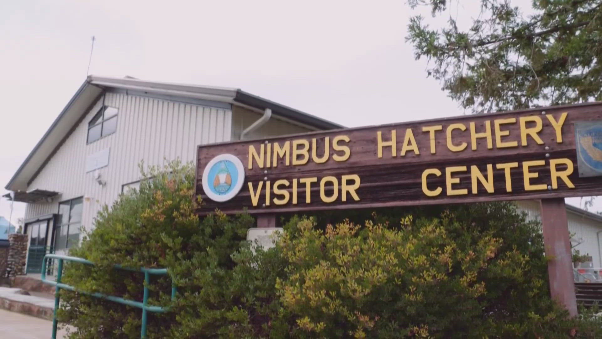 Nimbus Fish Hatchery closing visitor center and fish ponds | abc10.com