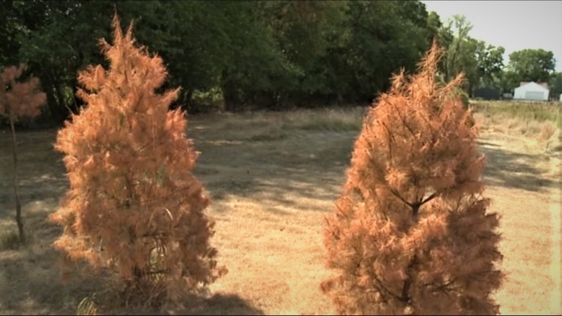 Sunburnt Christmas trees problem for California tree farms | abc10.com