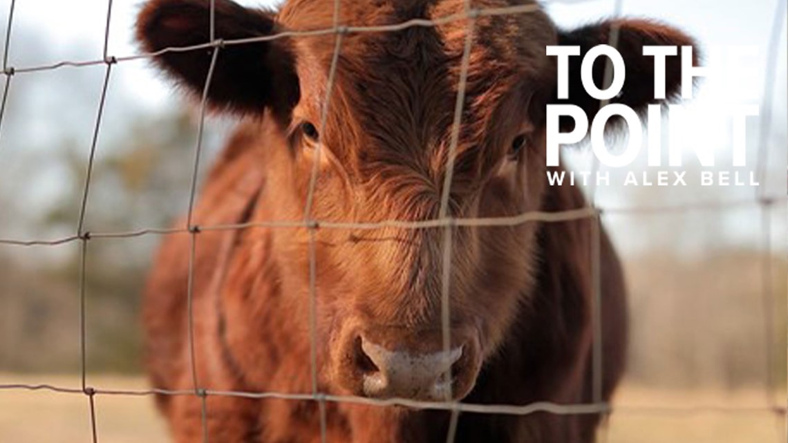 UC Davis is gene-editing dairy cows, here's how | To The Point | abc10.com