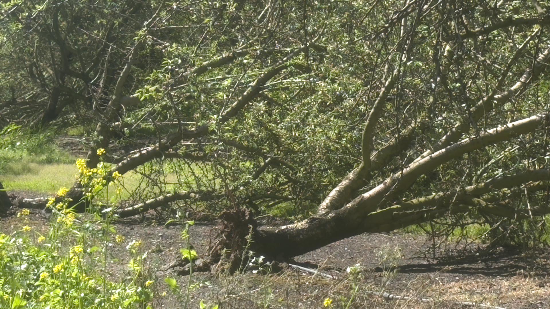 100 almond trees uprooted by 70 mph winds during Stanislaus County ...