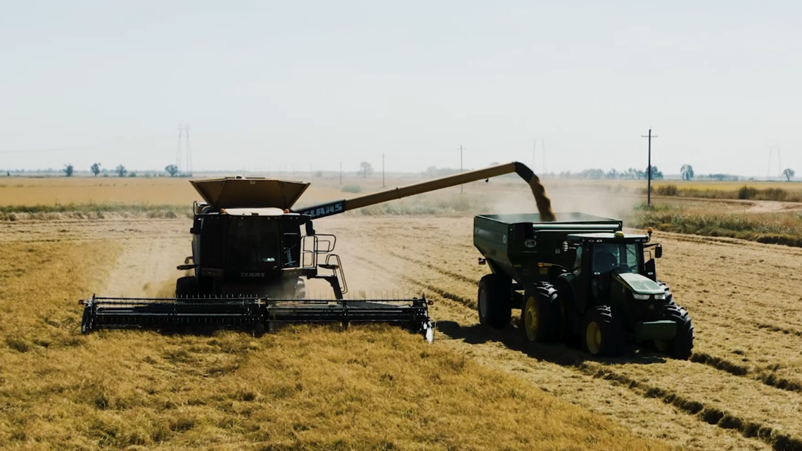 California rice harvest impacted by drought | abc10.com
