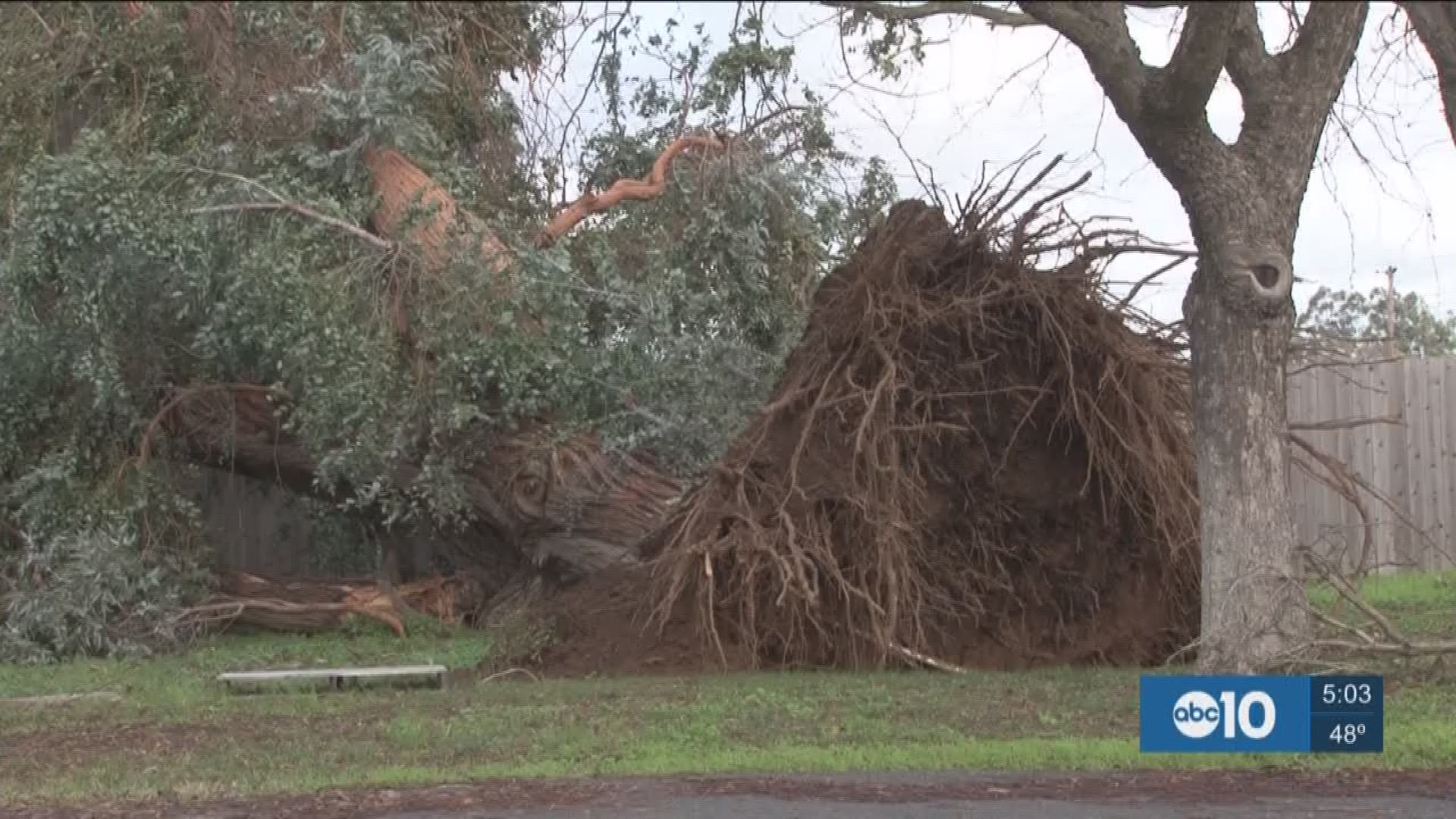 Winds knock down trees across the Central Valley | abc10.com