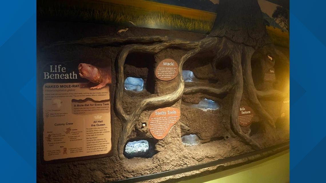 Sacramento Zoo adds naked mole colony to reptile house | abc10.com