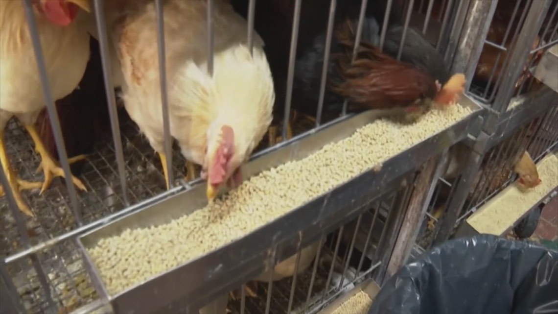 California bird flu outbreak impacts agriculture, raises egg prices ...