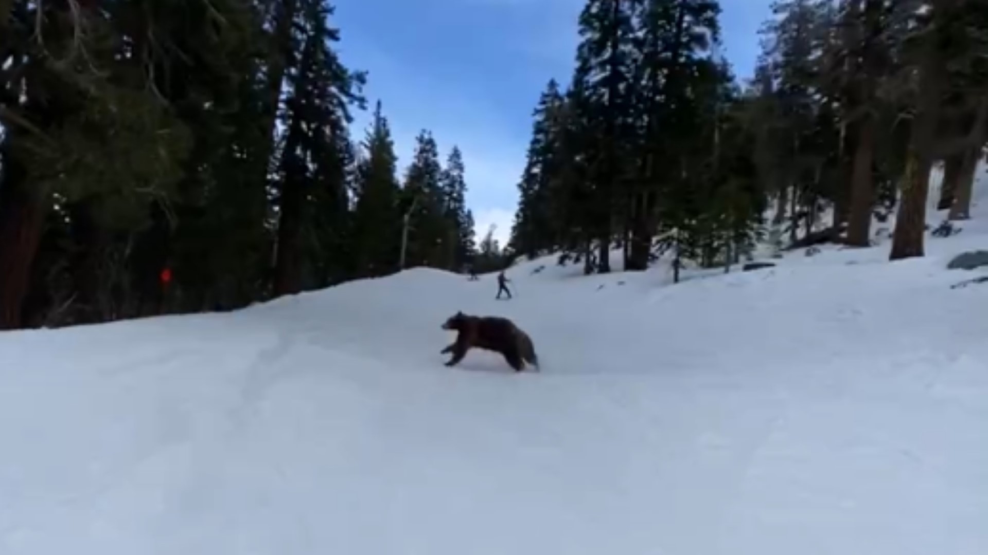 Skiers encounter bear at Tahoe ski resort | abc10.com
