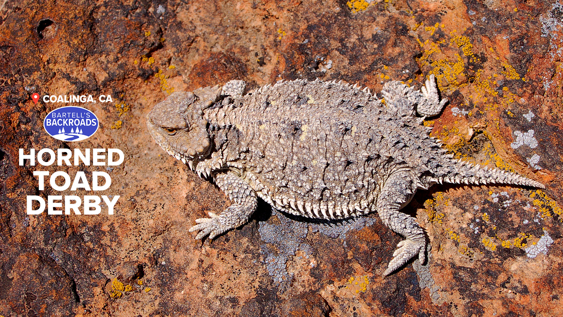 What began as a drinking game is now Coalinga's signature Horned Toad ...