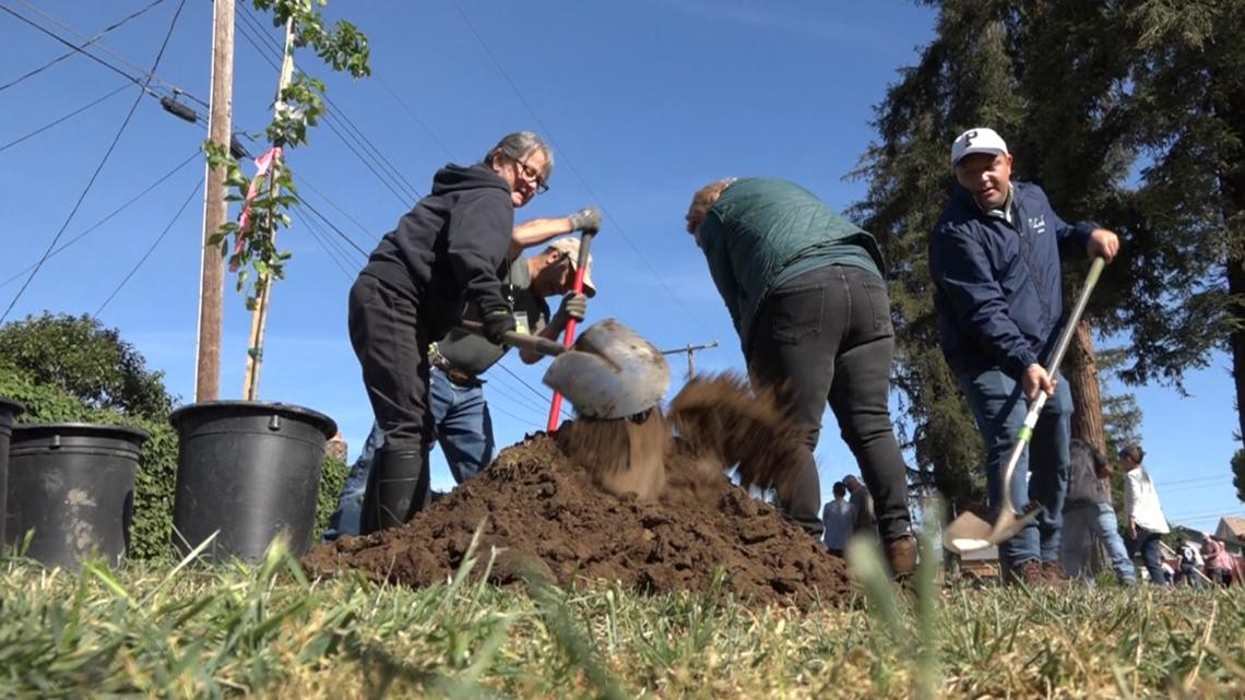 Lodi volunteers plant trees at Legion Park after controversial removals ...