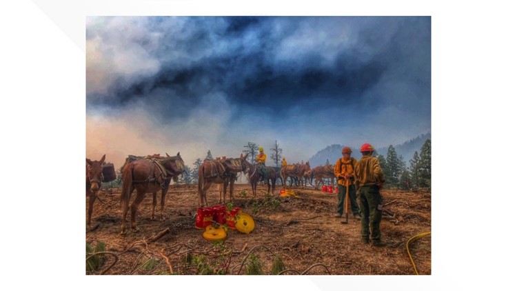 Pack mules help fight SQF Complex Fire | abc10.com