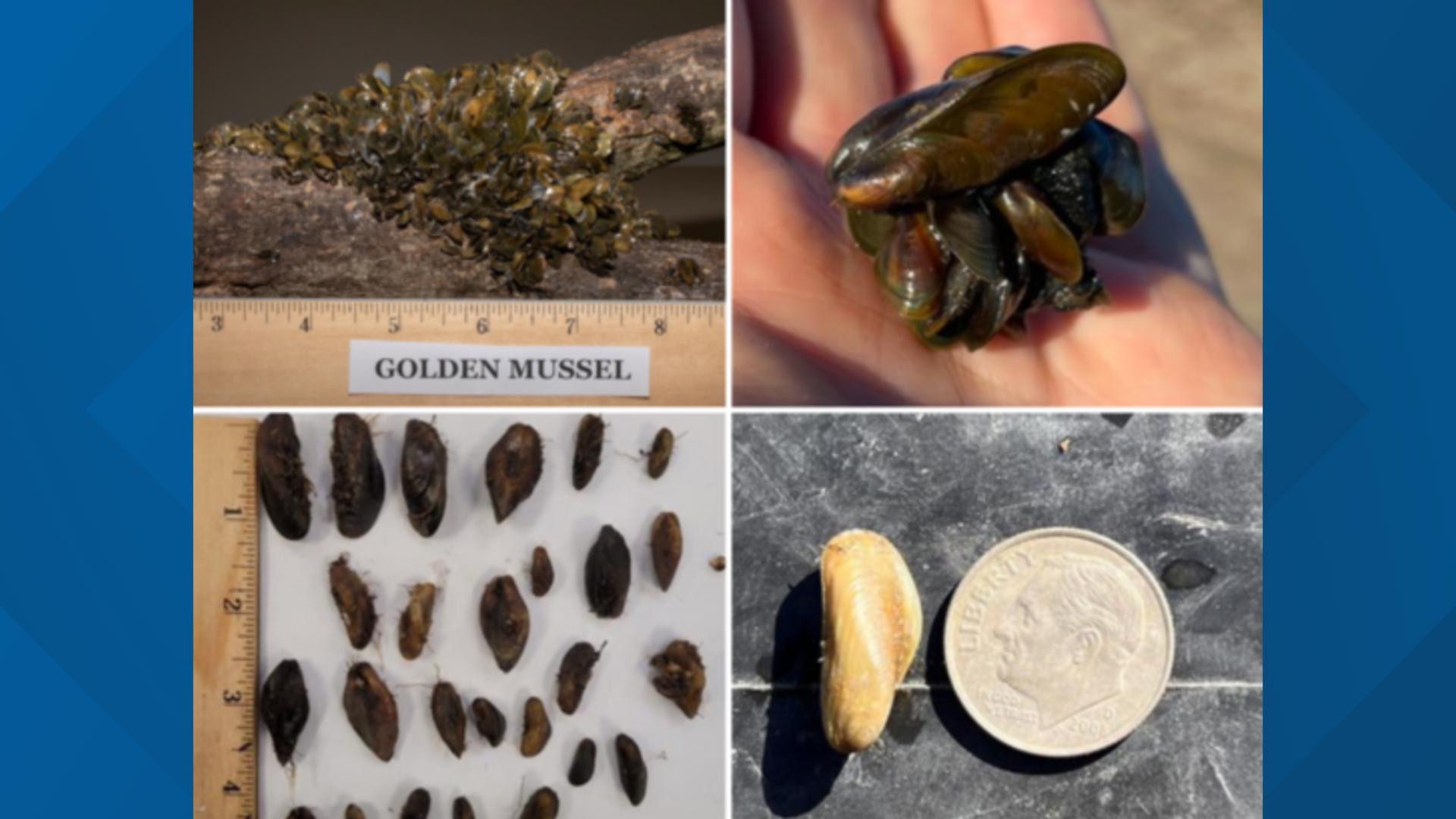 Folsom, Auburn: 30-day lakes quarantine to help prevent golden mussel ...