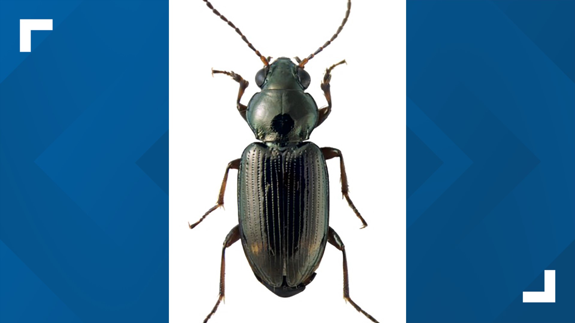 Rare beetle species named after ex-California governor Brown | abc10.com